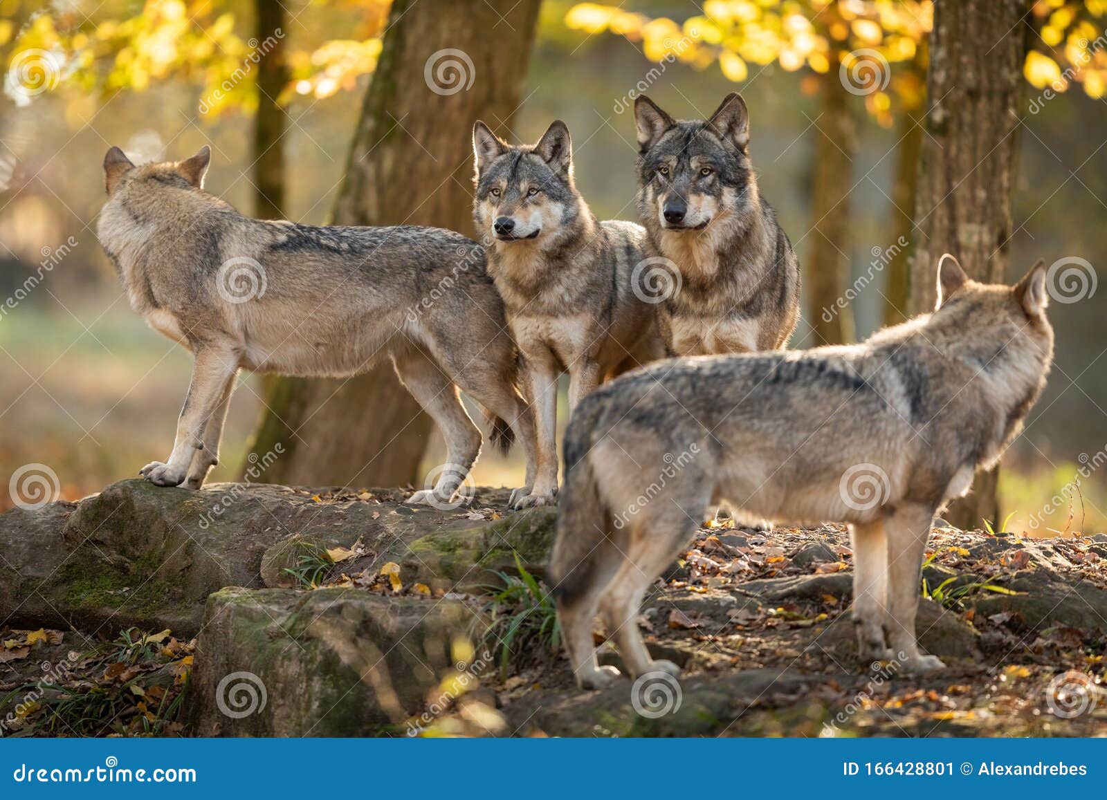 Grey wolf in the forest stock image. Image of natural - 166428801