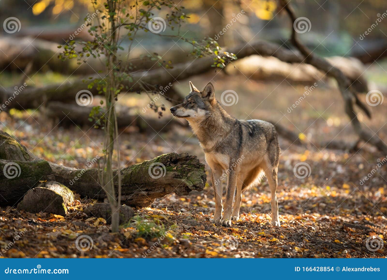 Grey wolf in the forest stock photo. Image of nose, animal - 166428854
