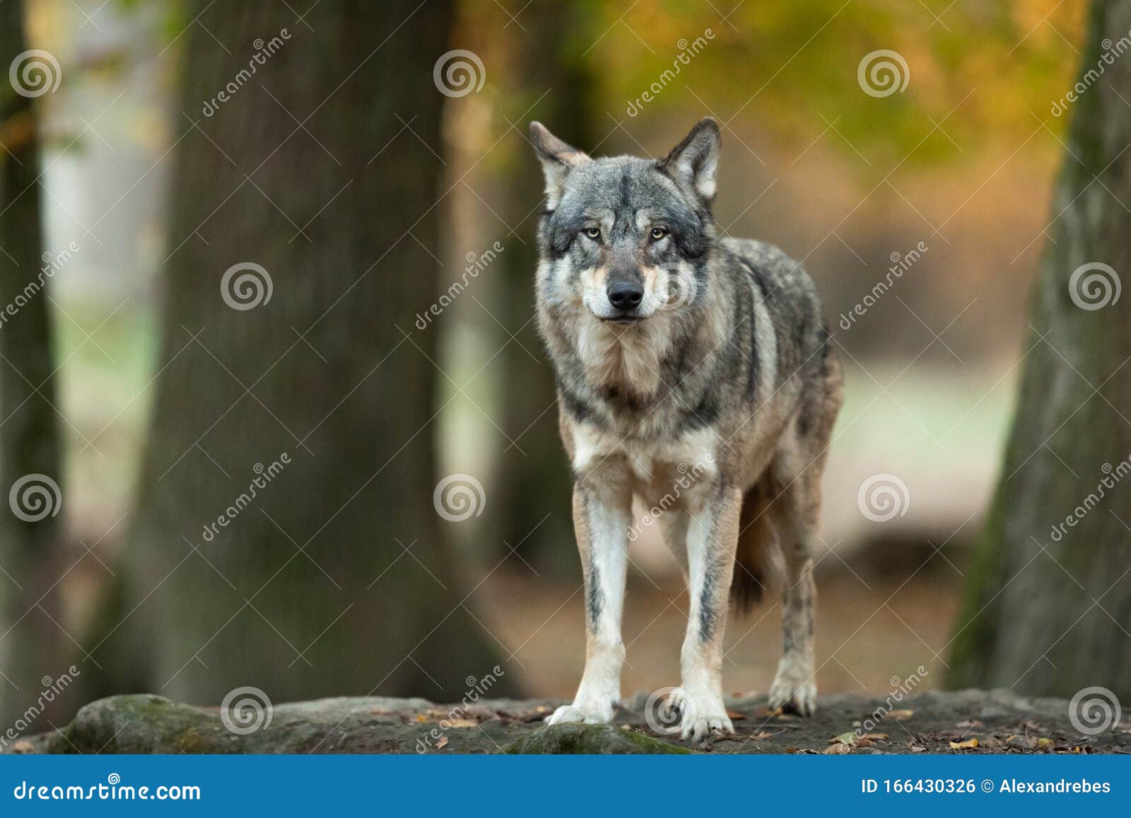 Grey wolf in the forest stock photo. Image of gray, canis - 166430326