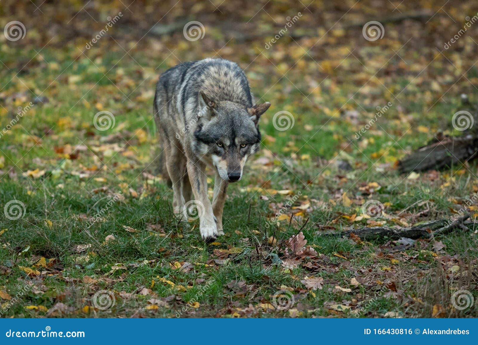 Grey wolf in the forest stock photo. Image of beast - 166430816