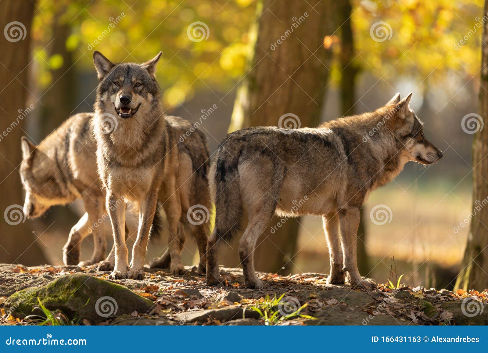 Grey wolf in the forest stock image. Image of canis - 166431163