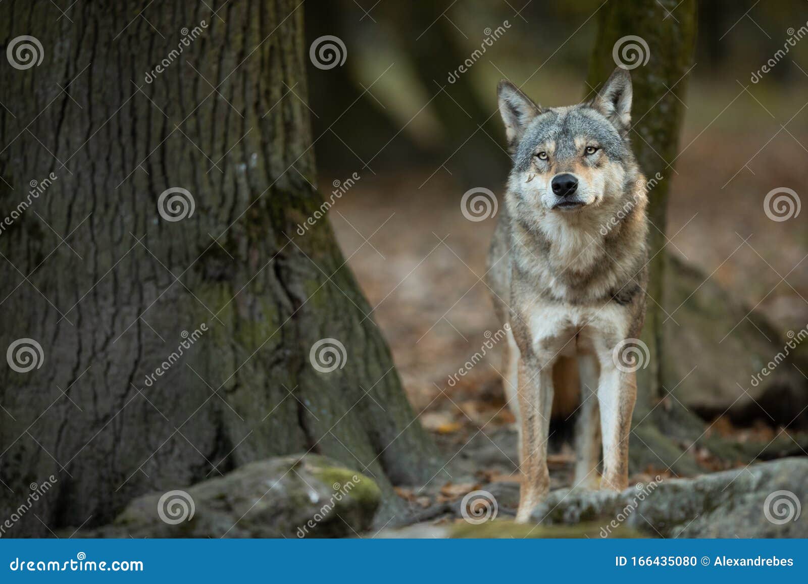 Grey wolf in the forest stock photo. Image of canis - 166435080