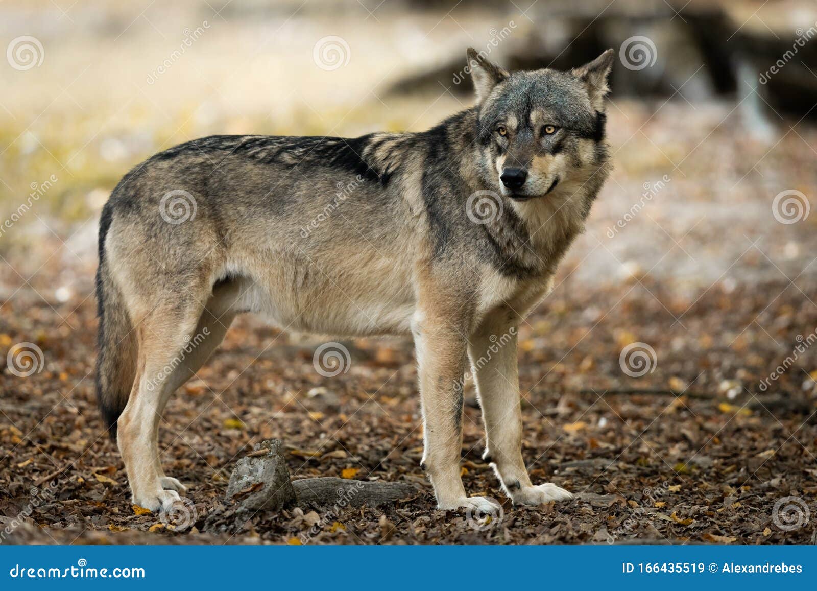 Wolf Tail Images - Download 1,723 Royalty Free Photos - Page 3