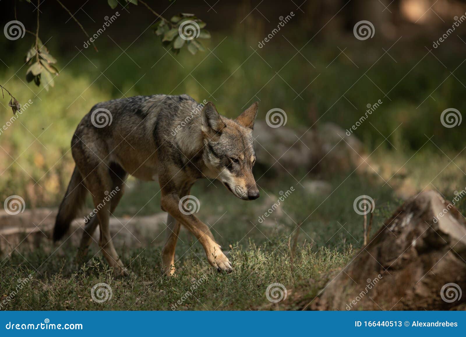 Grey wolf in the forest stock image. Image of beautiful - 166440513