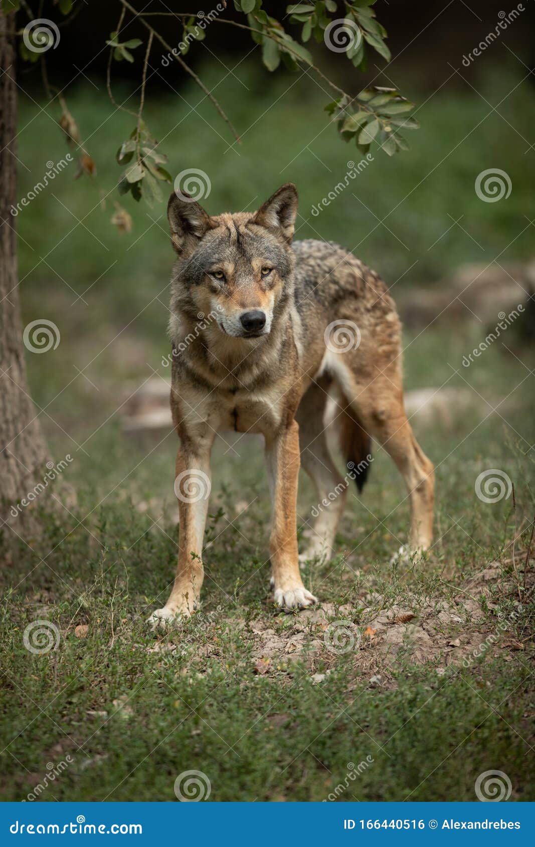 Grey wolf in the forest stock photo. Image of cute, lupus - 166440516