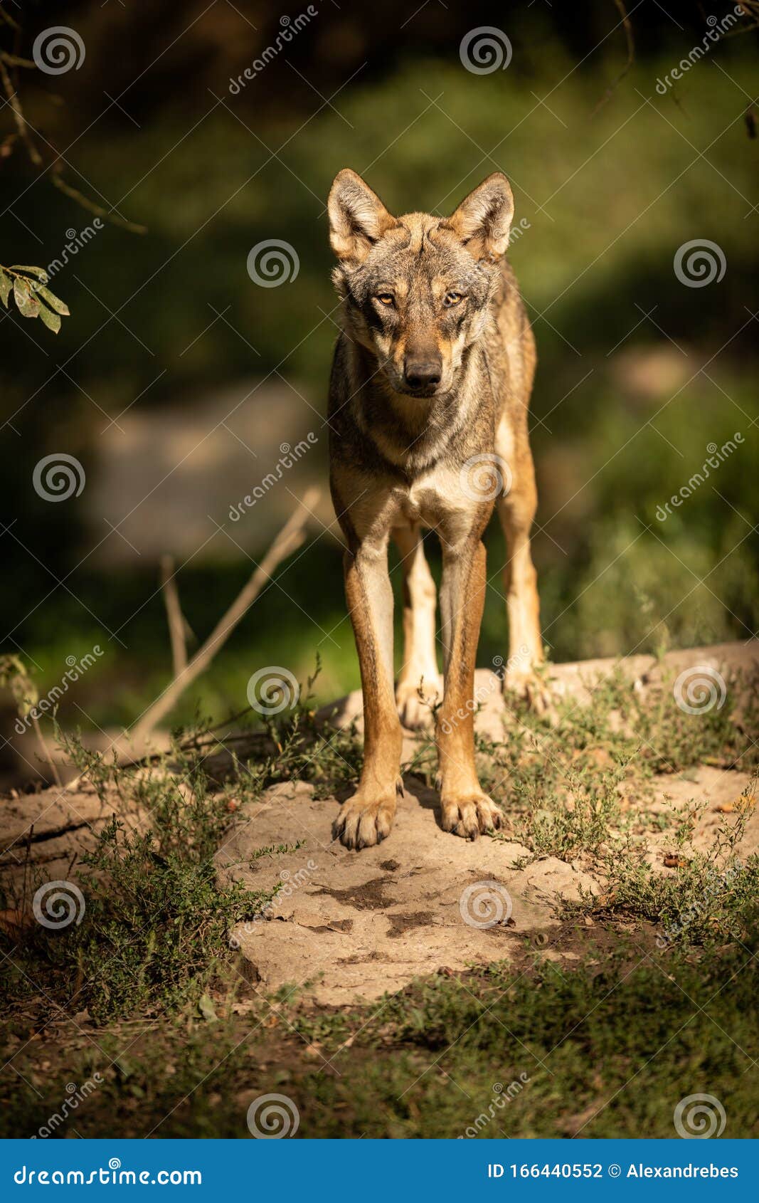 Grey wolf in the forest stock photo. Image of outside - 166440552