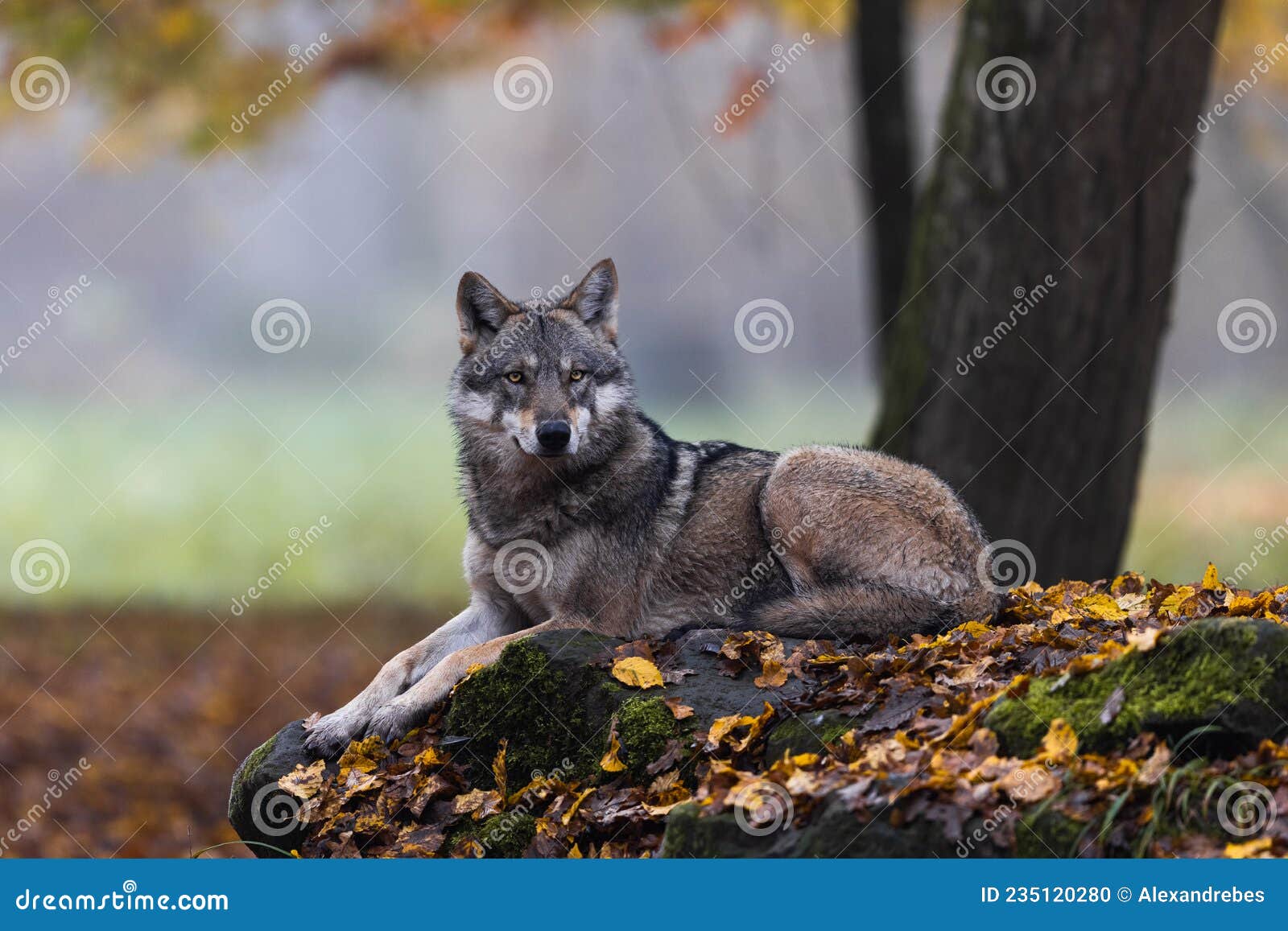 A grey wolf in the forest stock photo. Image of canis - 235120280