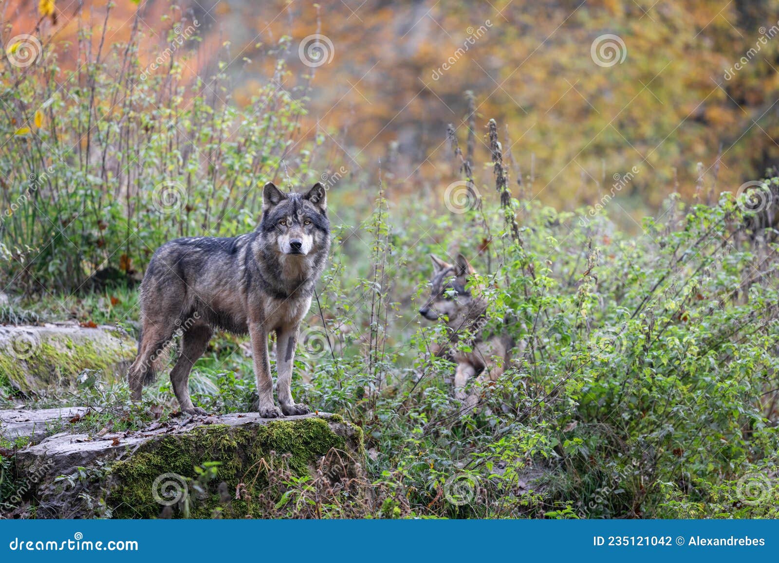 A grey wolf in the forest stock photo. Image of beautiful - 235121042