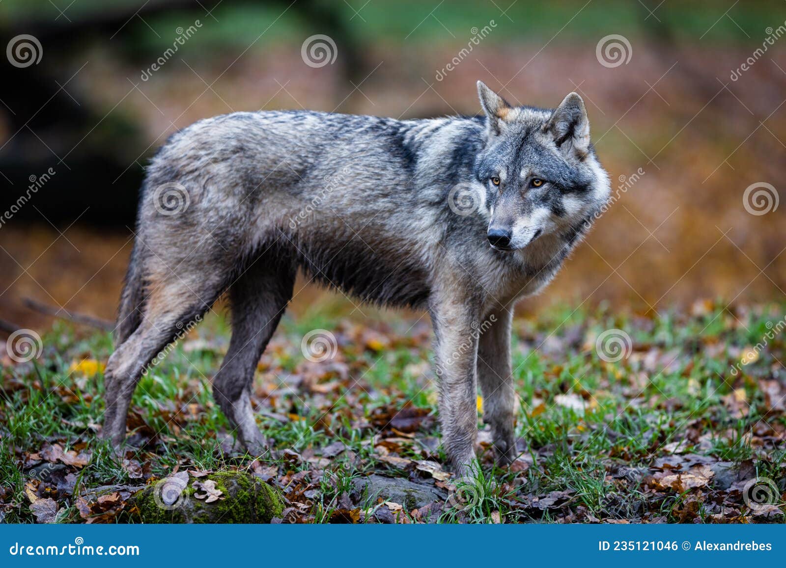 A grey wolf in the forest stock photo. Image of lupus - 235121046
