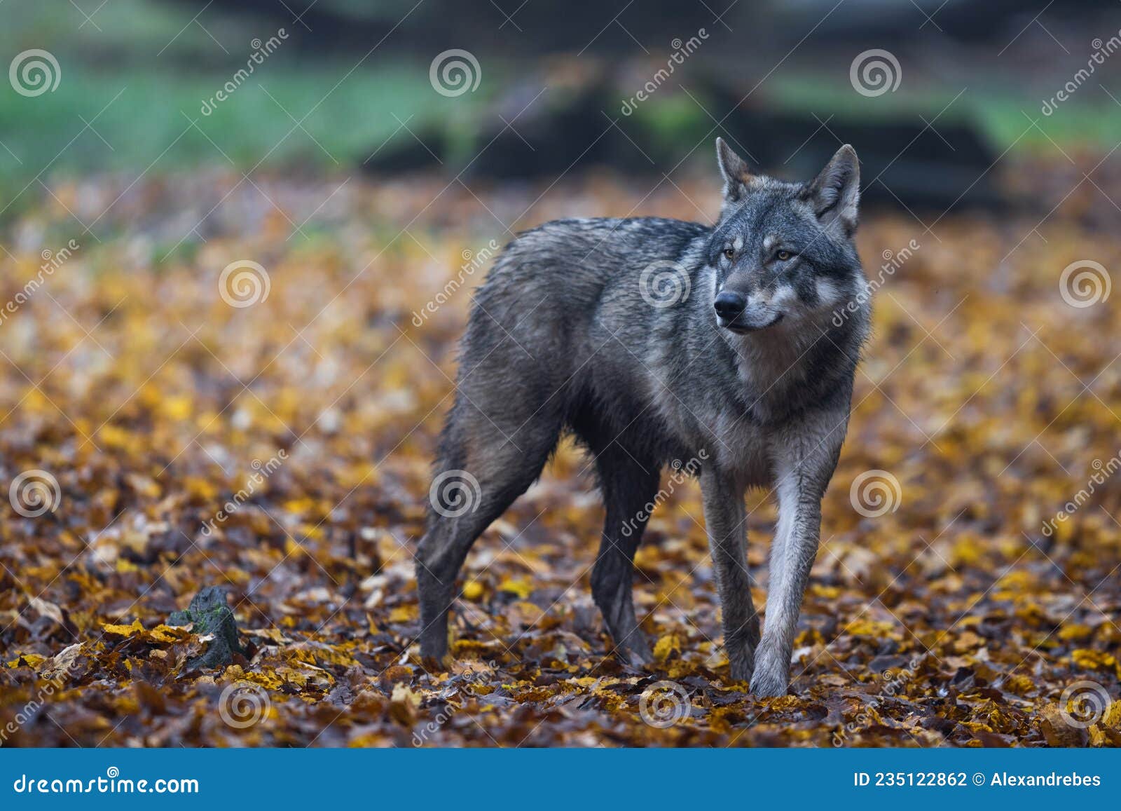 A grey wolf in the forest stock photo. Image of hunter - 235122862