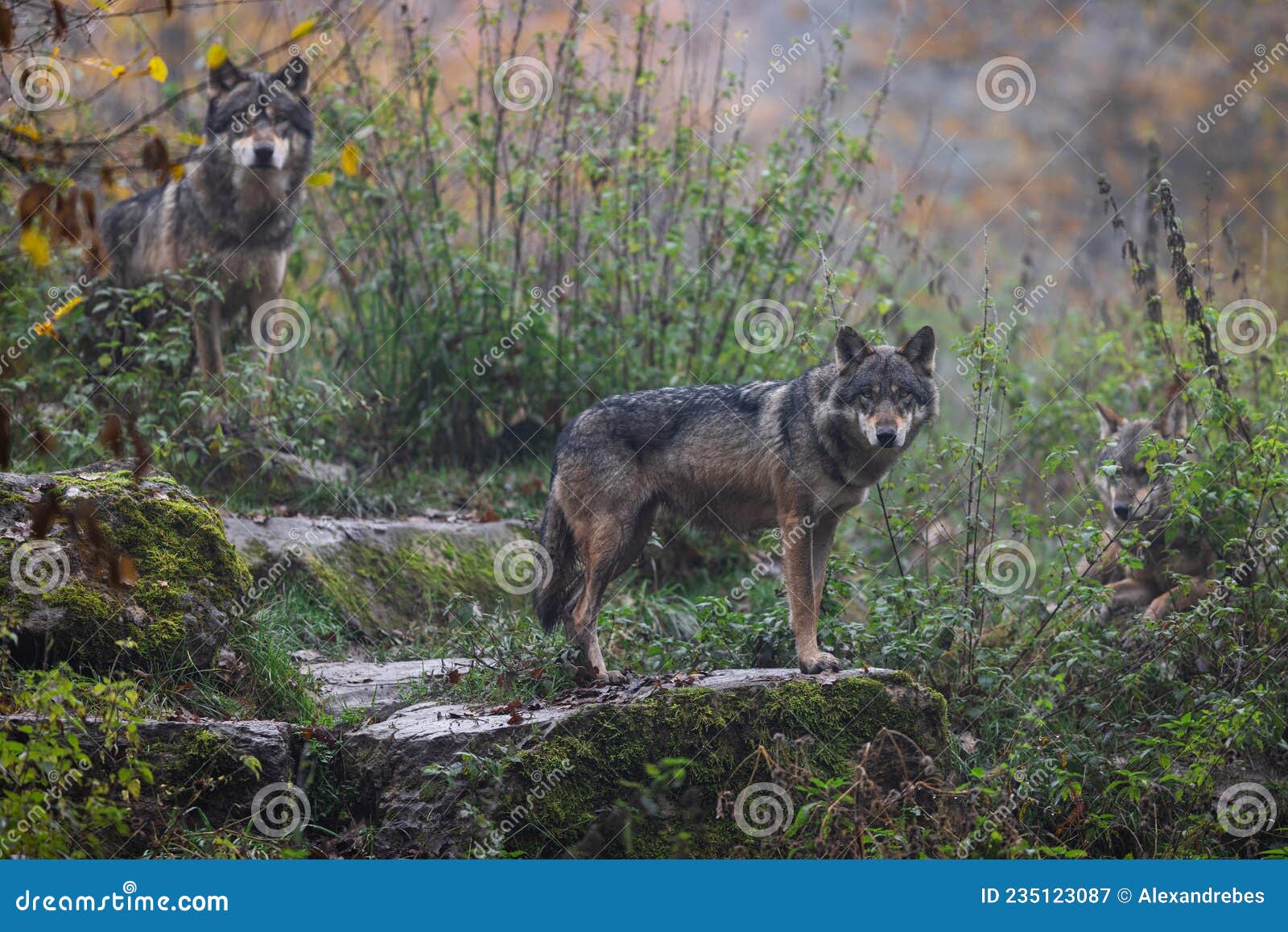 A grey wolf in the forest stock image. Image of close - 235123087