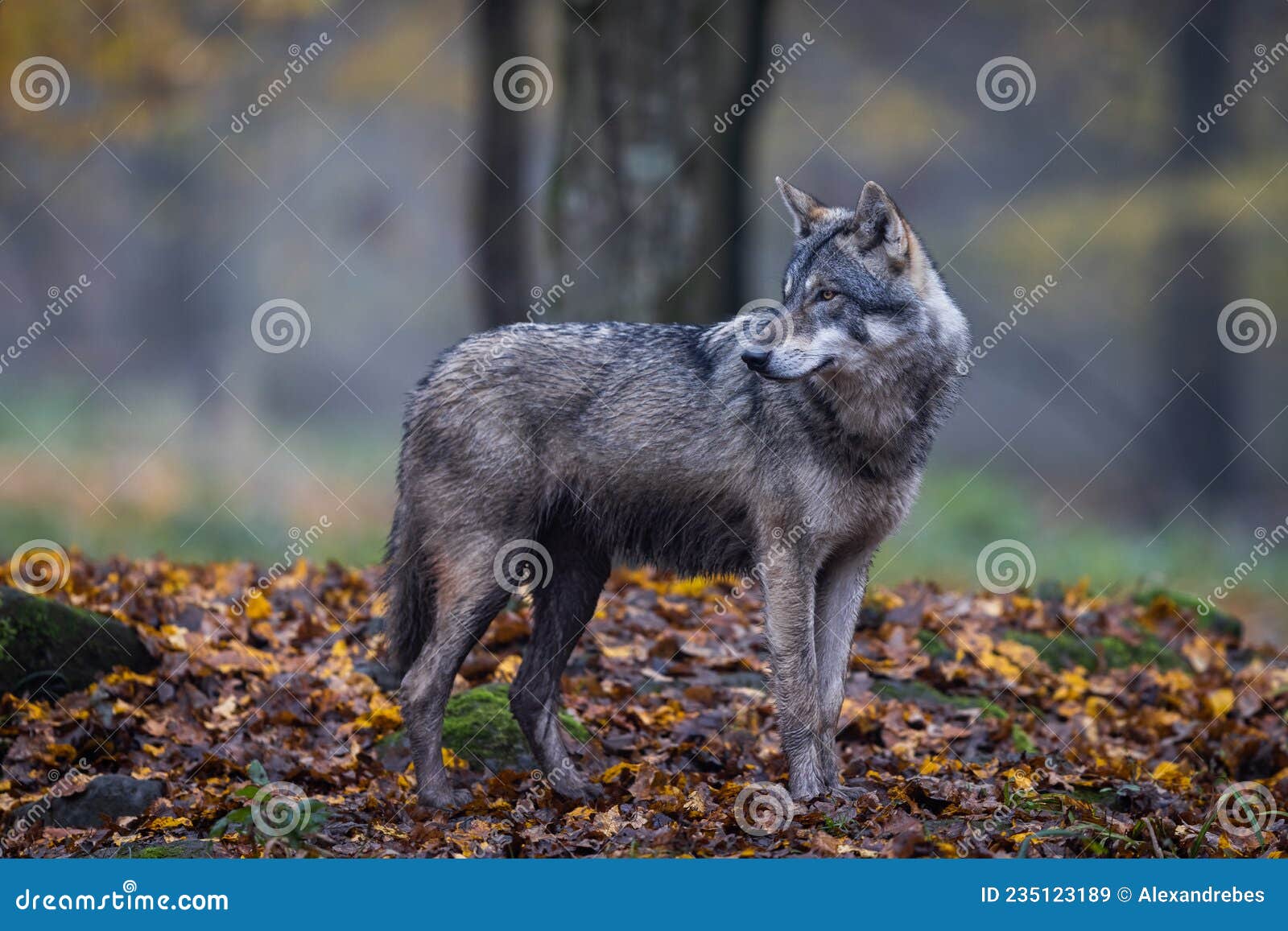 A grey wolf in the forest stock image. Image of wild - 235123189