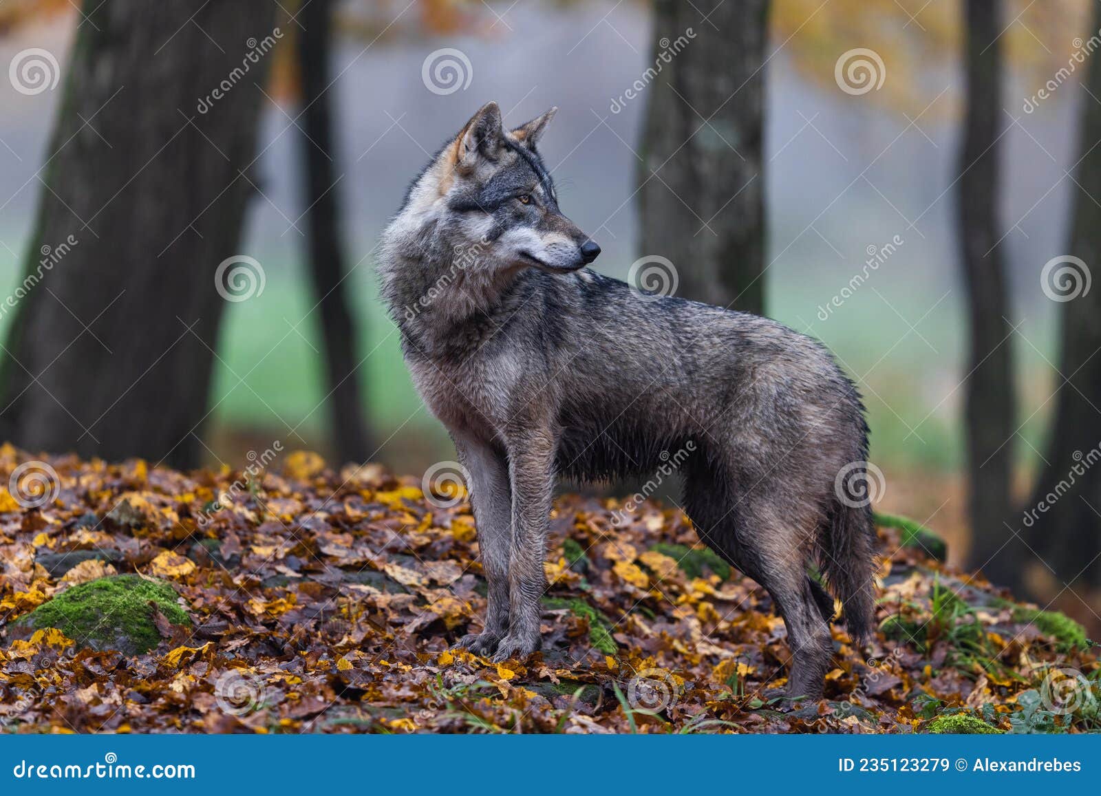 A grey wolf in the forest stock image. Image of canis - 235123279
