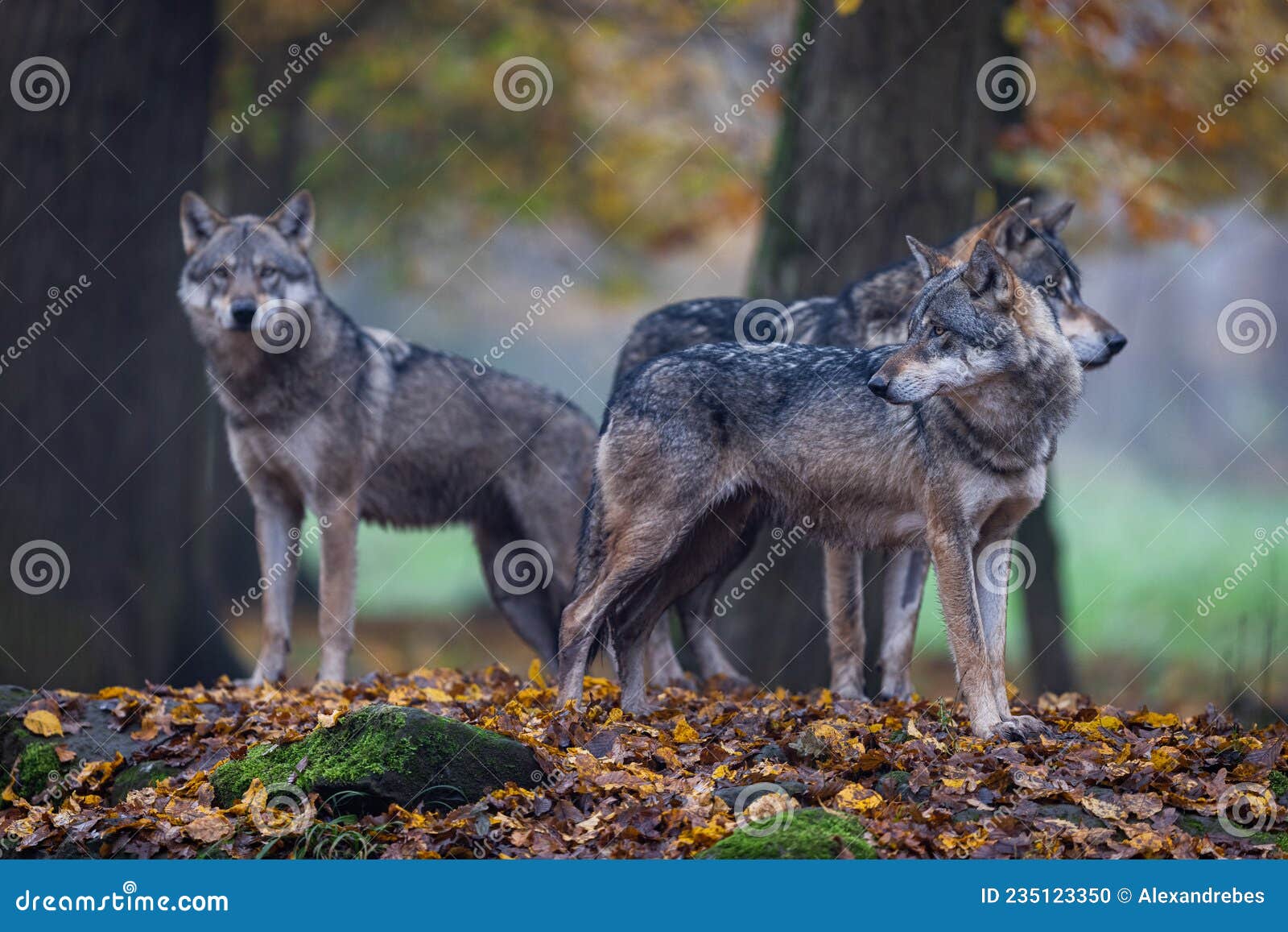 A grey wolf in the forest stock photo. Image of furry - 235123350
