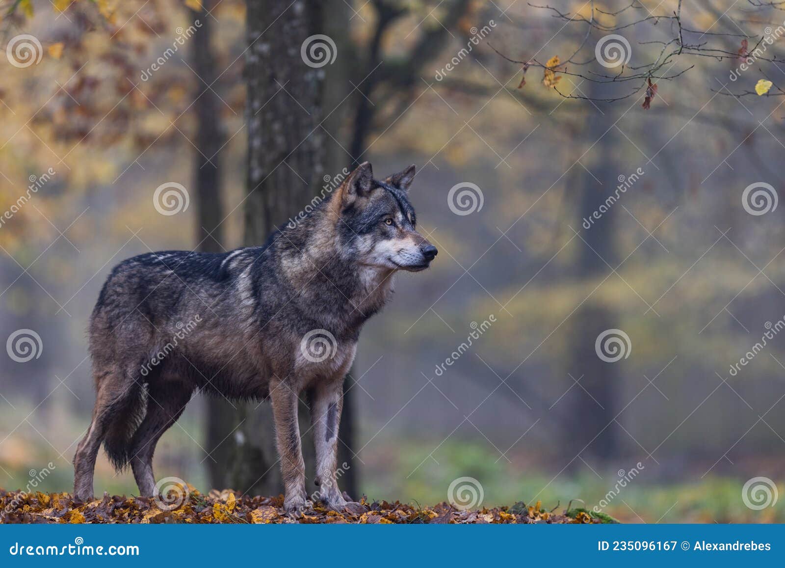 A grey wolf in the forest stock image. Image of hunter - 235096167