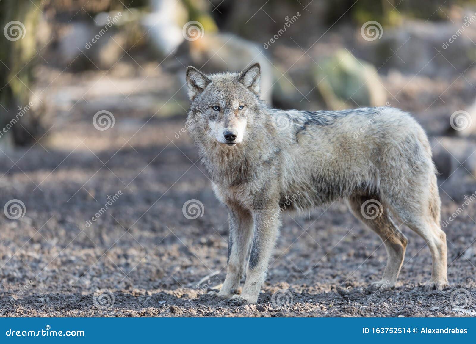 Grey wolf in the forest stock photo. Image of closeup - 163752514