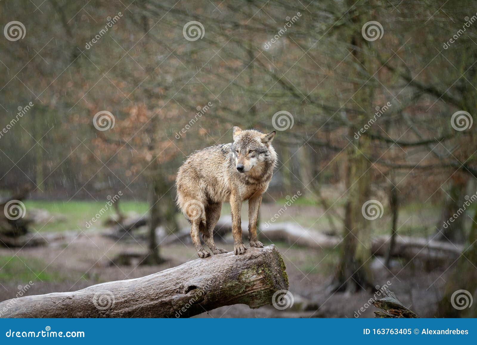 Grey wolf in the forest stock image. Image of france - 163763405