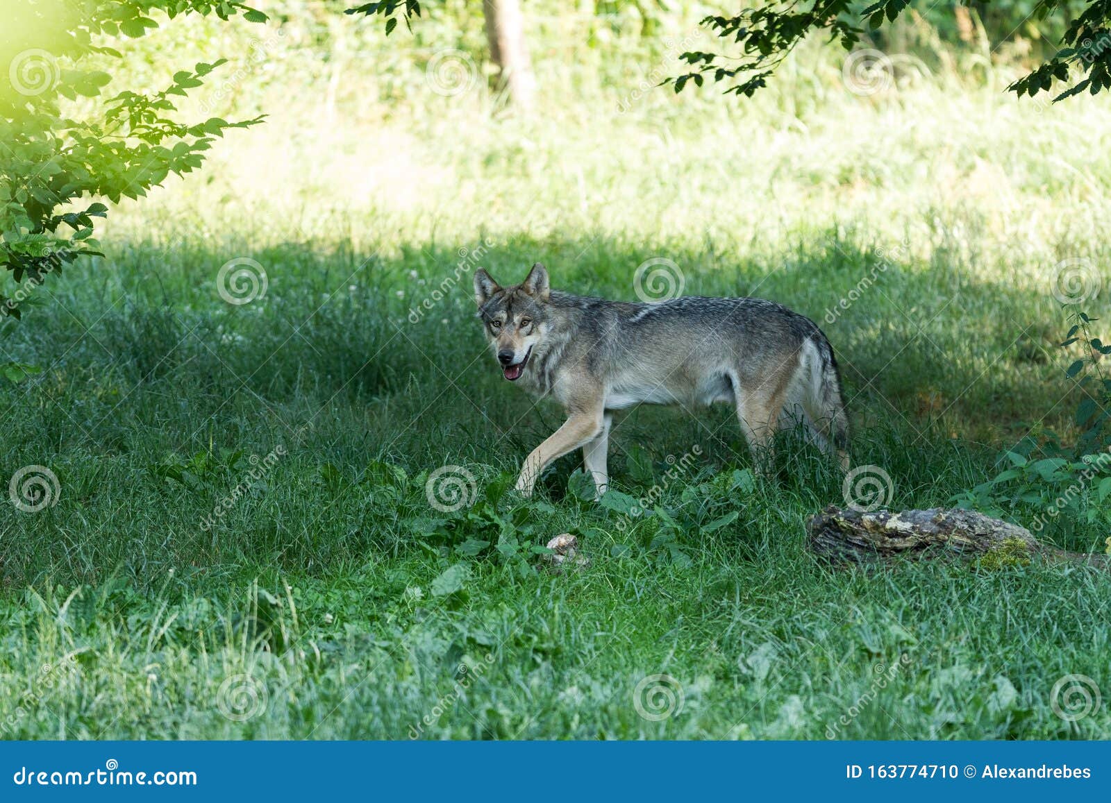 Grey wolf in the forest stock photo. Image of animal - 163774710