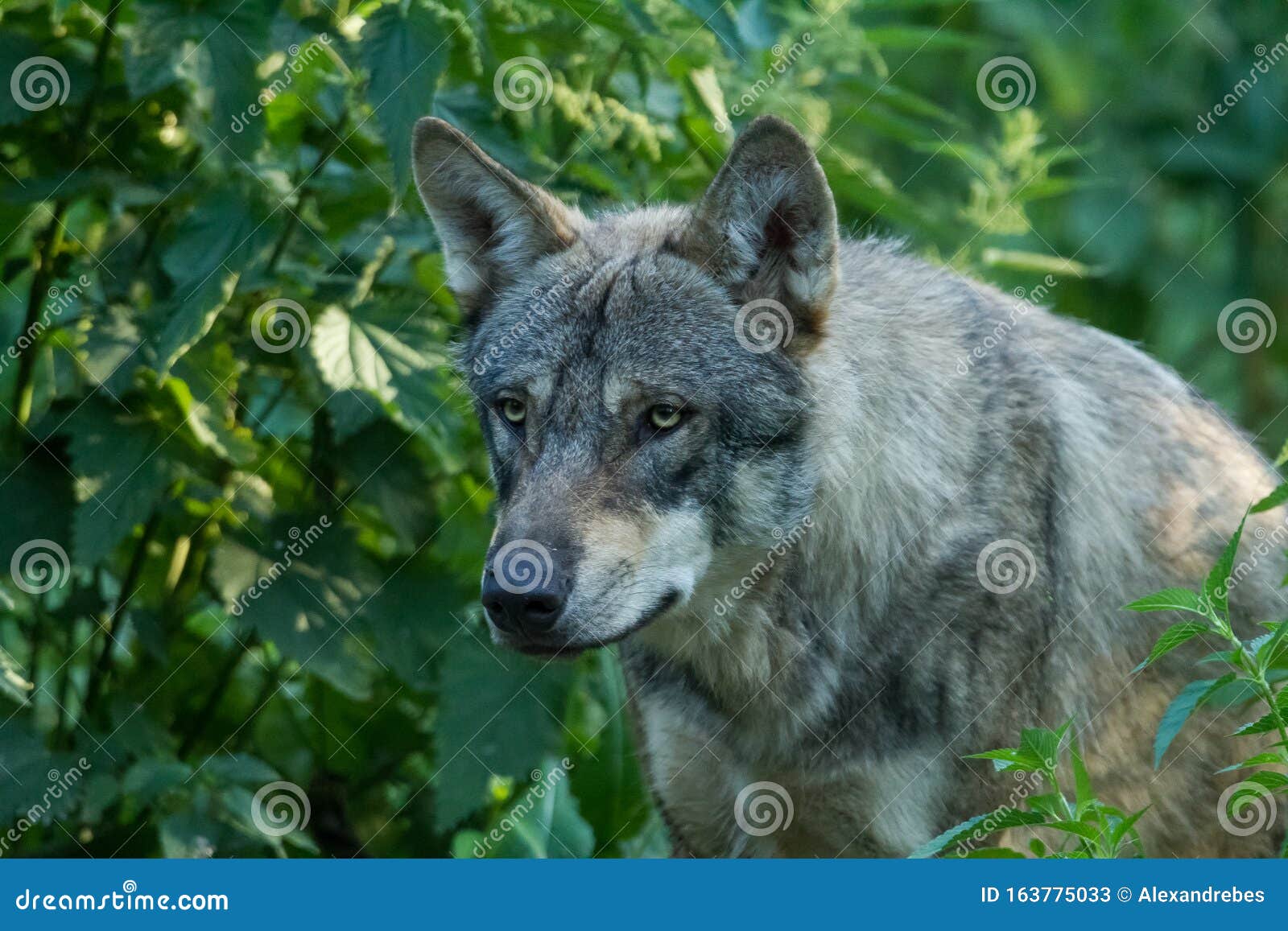Grey wolf in the forest stock image. Image of animal - 163775033