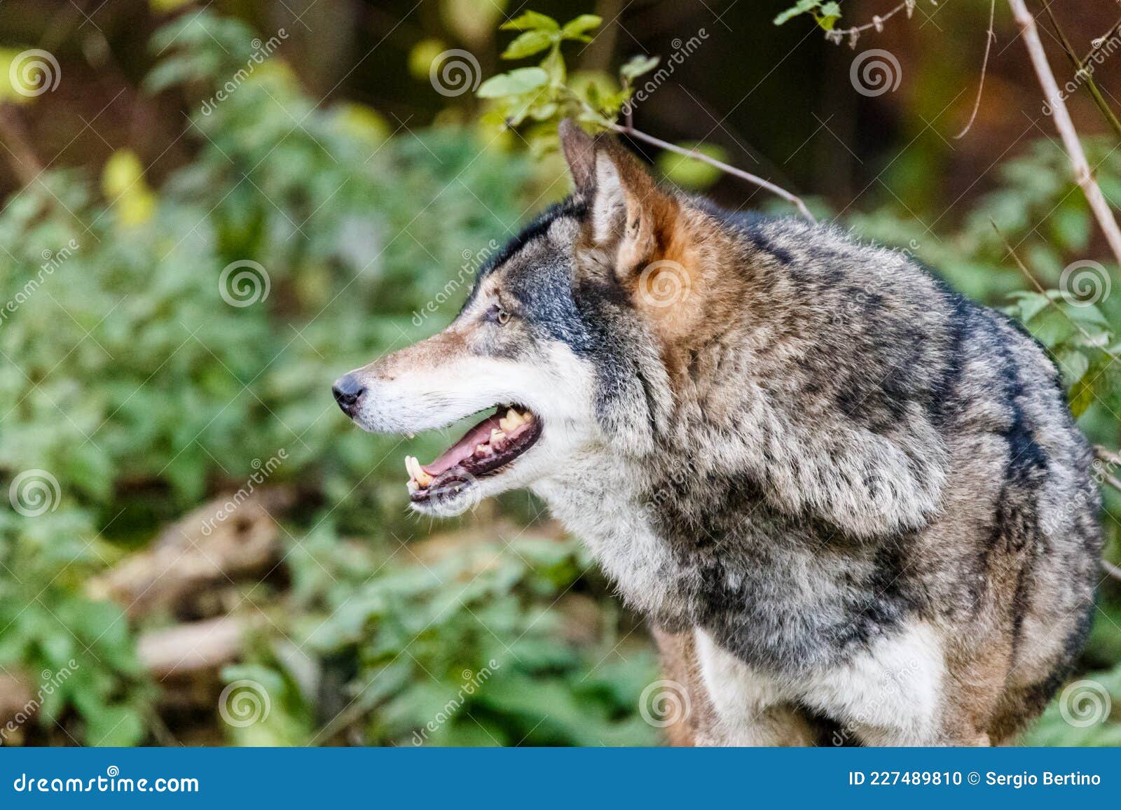 Wolf In The Forest Stock Photography | CartoonDealer.com #56687324