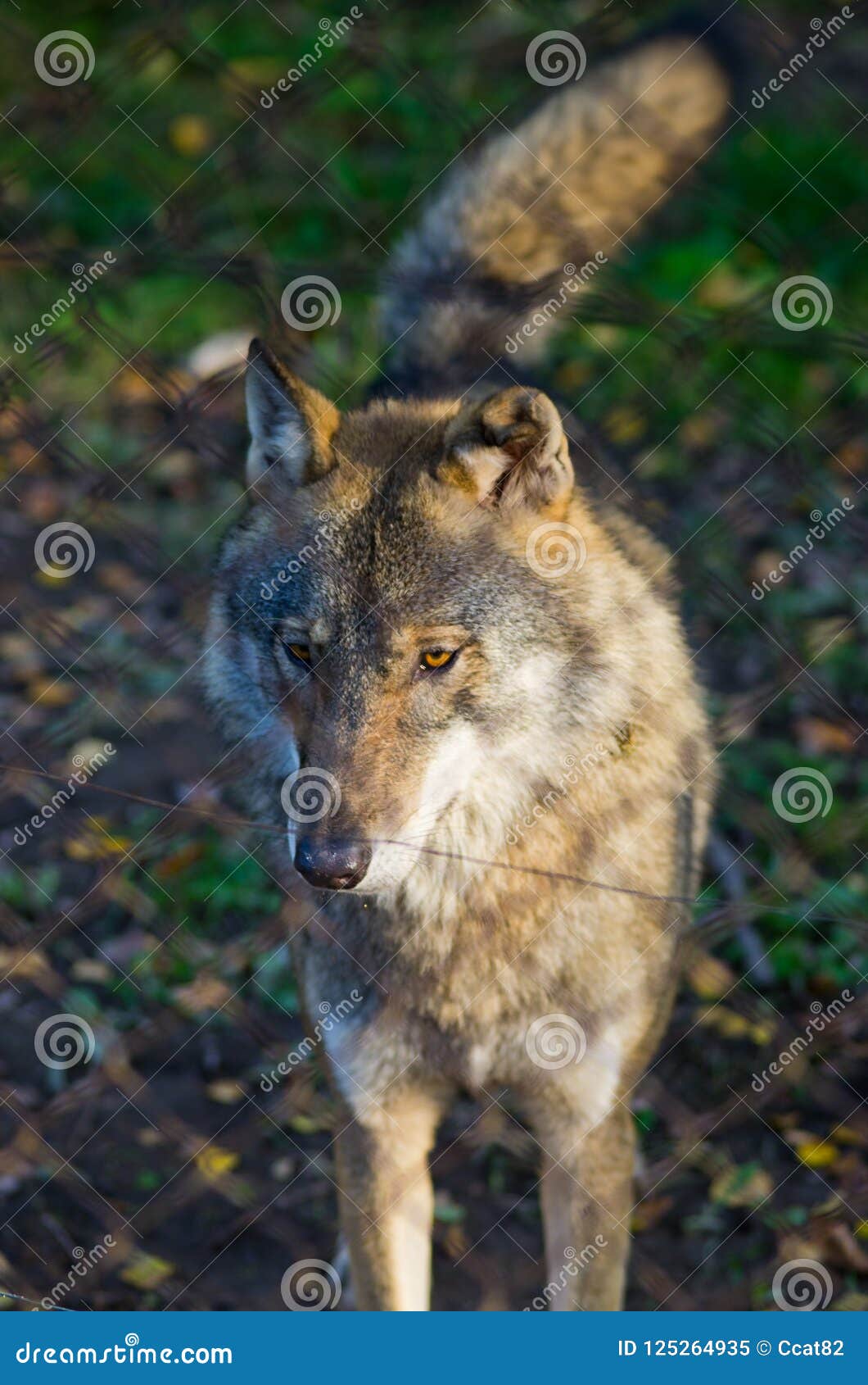 Grey Wolf in the Forest, Poland Stock Image - Image of captive, mammal ...