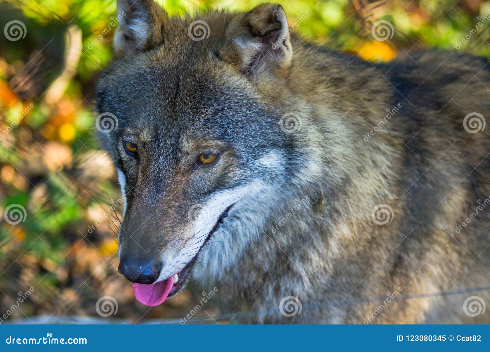 Grey Wolf in the Forest, Poland Stock Image - Image of face, gray ...
