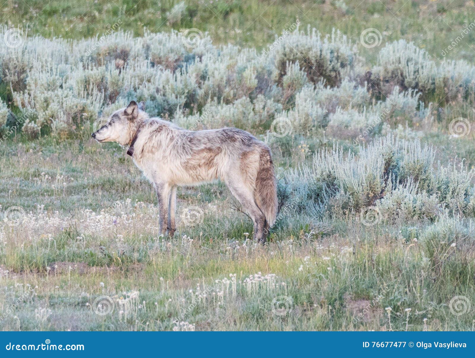 Grey wolf on the grass stock image. Image of yellowstone - 76677477