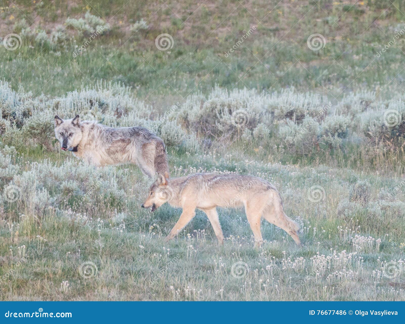 Grey wolf on the grass stock photo. Image of wildlife - 76677486