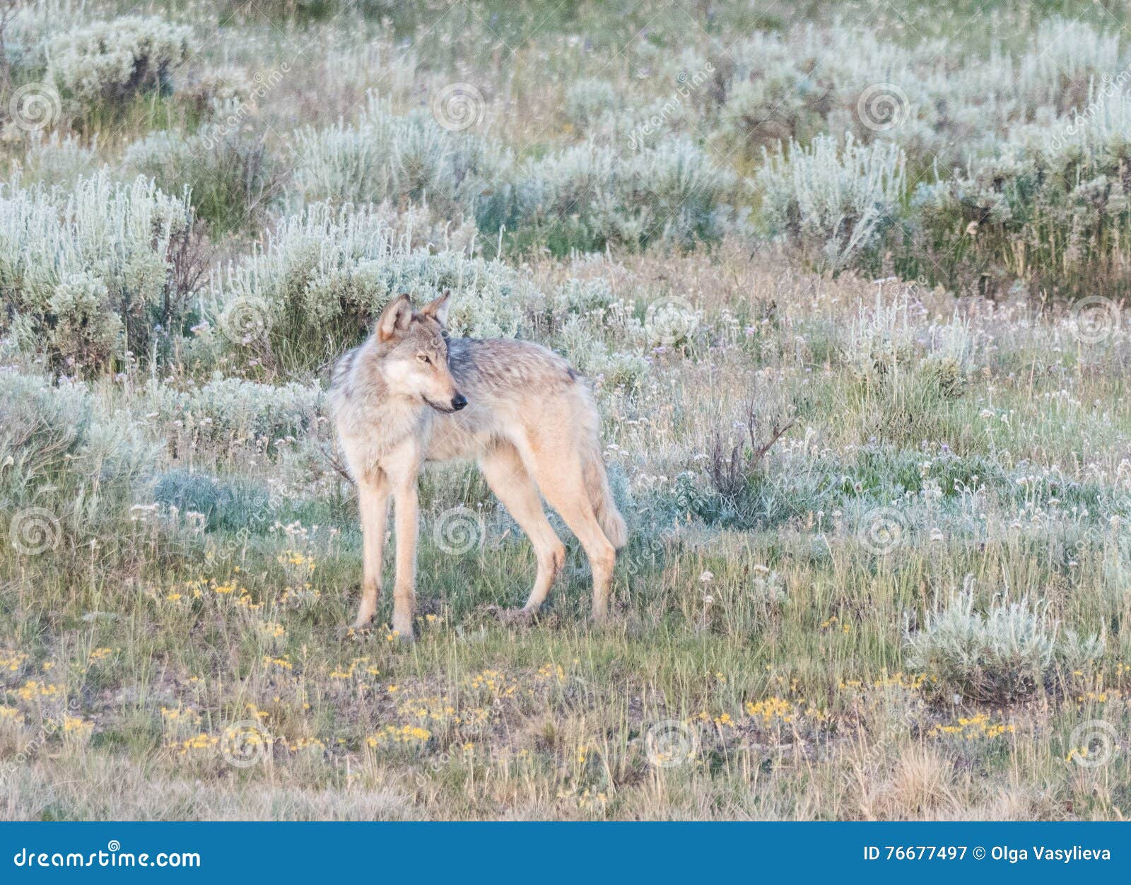 Grey wolf on the grass stock image. Image of blown, nature - 76677497