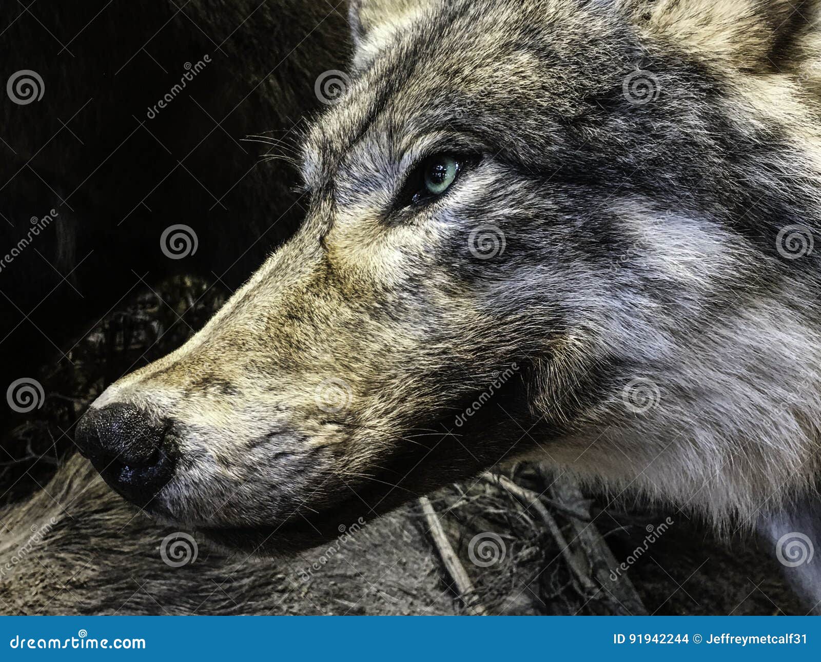 Grey wolf stock photo. Image of grey, eyes, great, sharp - 91942244