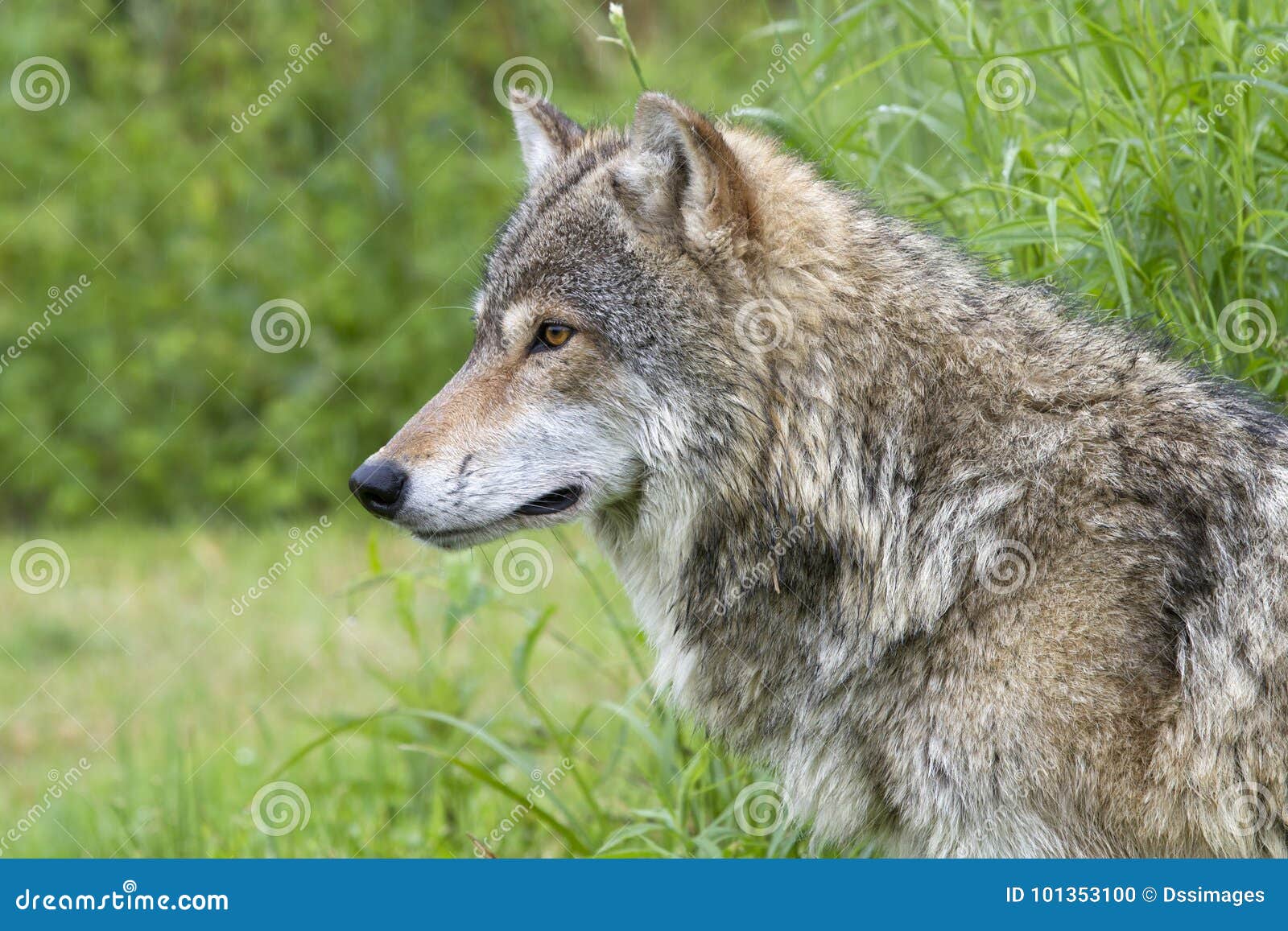 Grey Wolf Profile