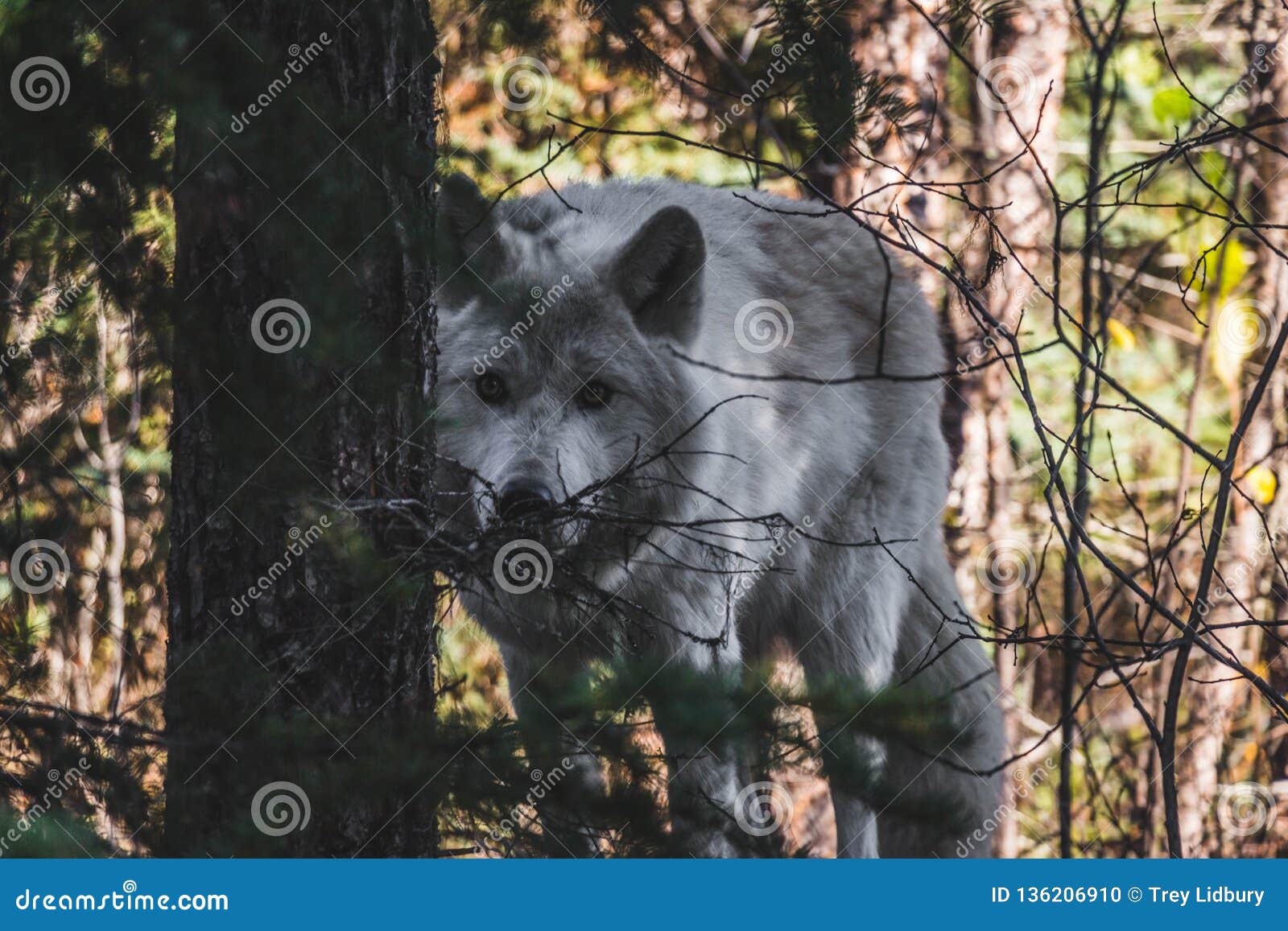 Wolf Behind Tree stock photo. Image of siwash, peeking - 136206910