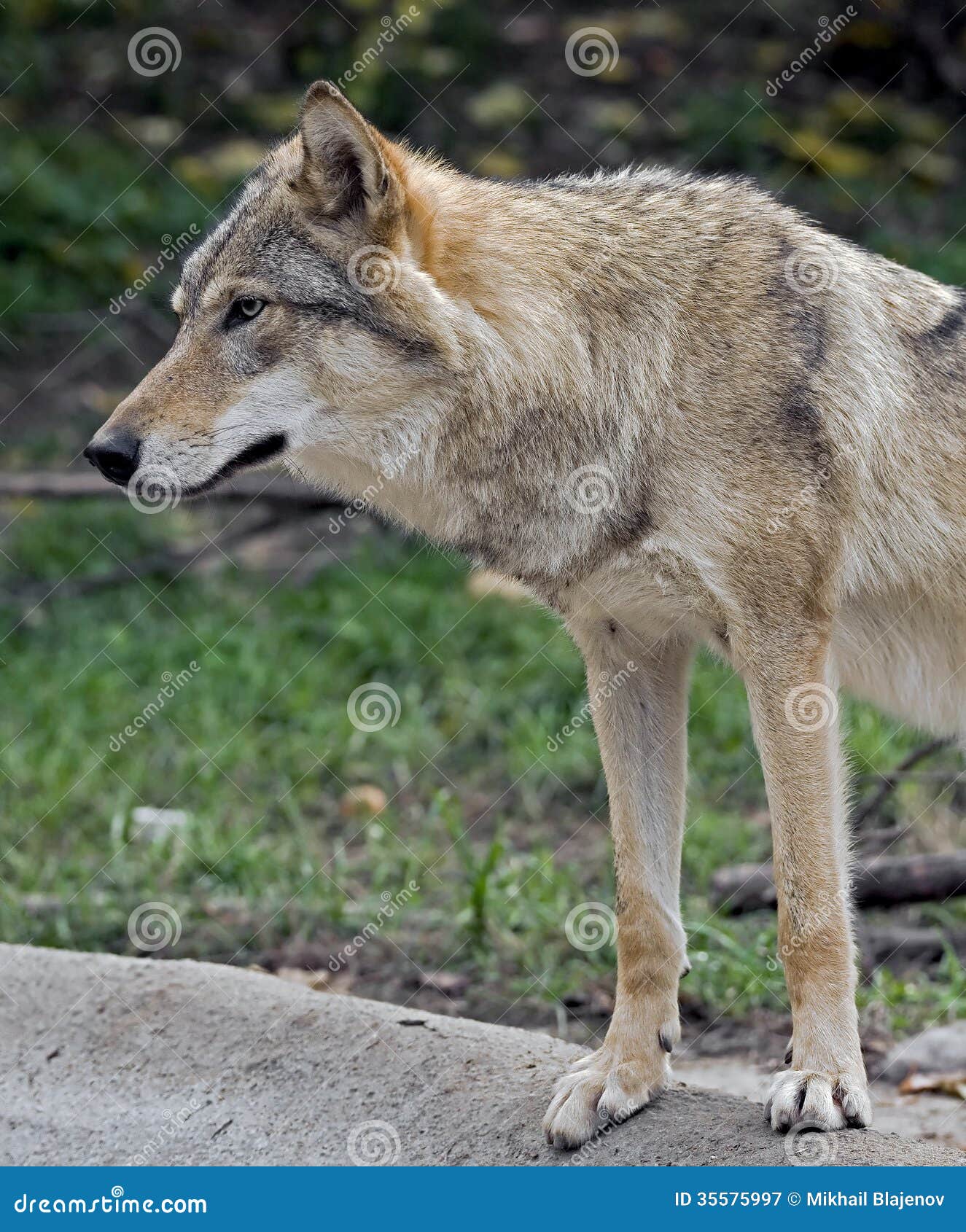 Grey wolf 5 stock image. Image of environment, claw, species - 35575997