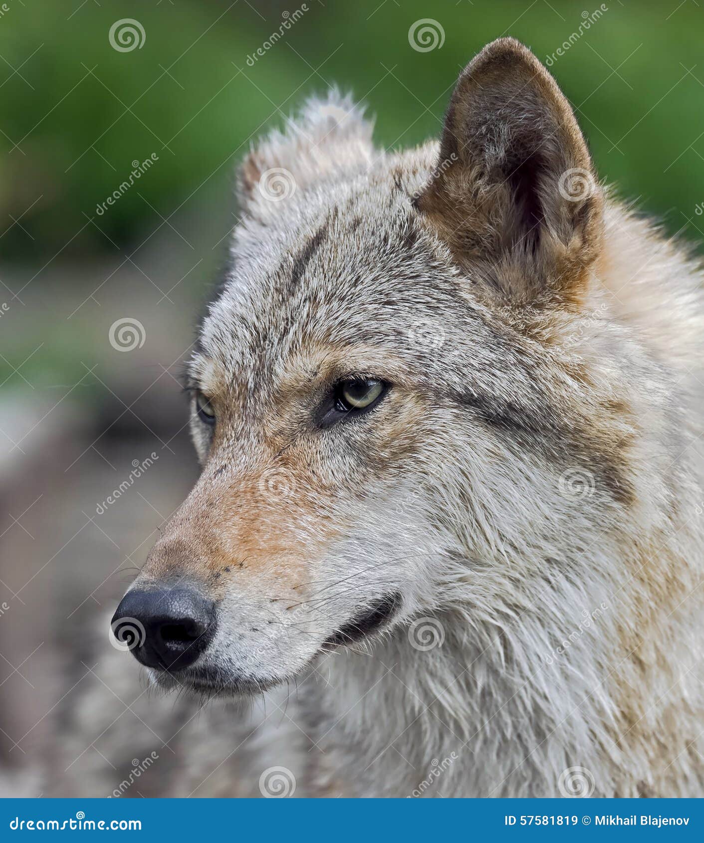 Grey wolf 14 stock image. Image of nature, nice, portrait - 57581819