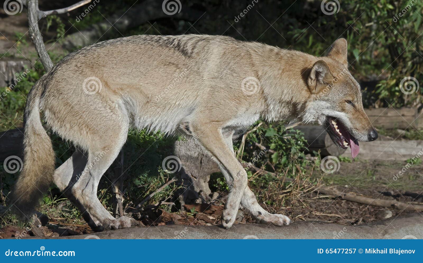 Grey wolf 16 stock image. Image of zoology, view, claw - 65477257