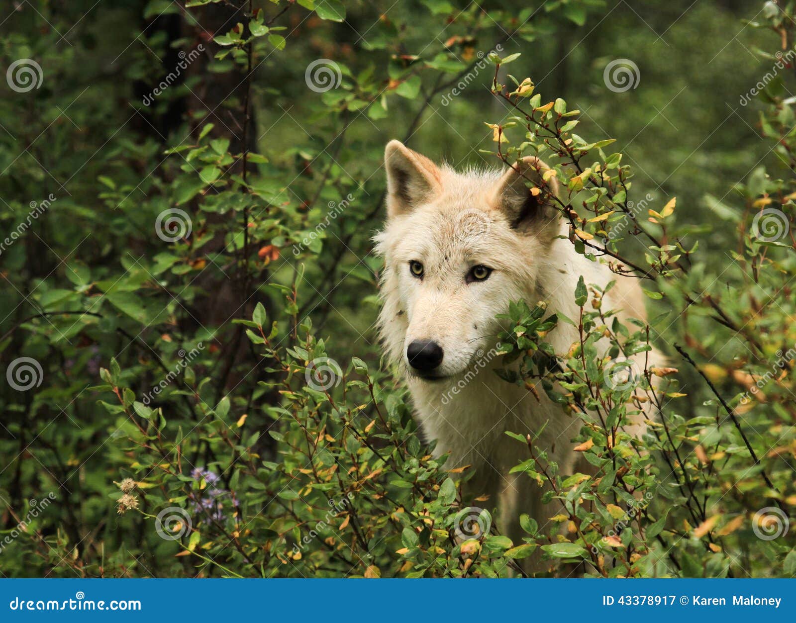 Grey Wolf stock image. Image of forest, outdoors, light - 43378917