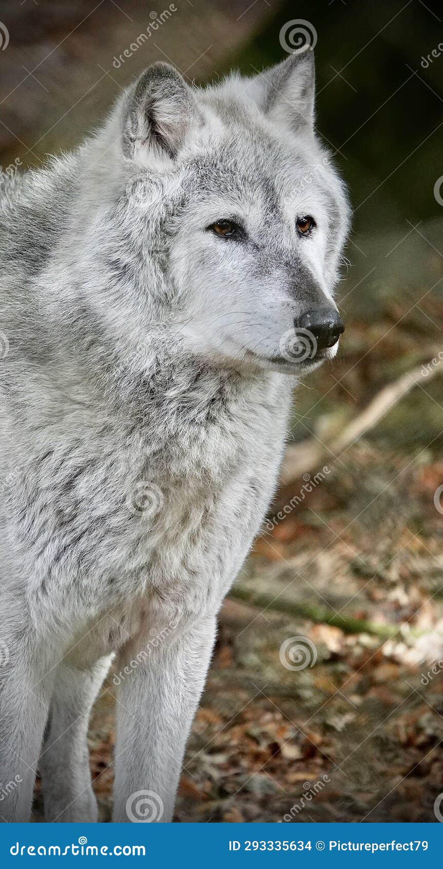 Grey Wolf stock photo. Image of arrive, woods, waiting - 293335634