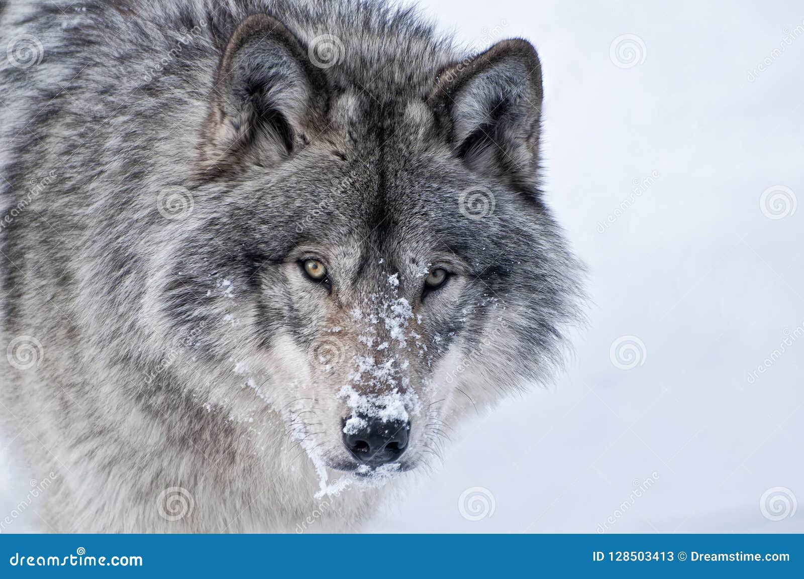 Grey Wolf Portrait with Snow on it`s Face. Stock Image - Image of wild ...