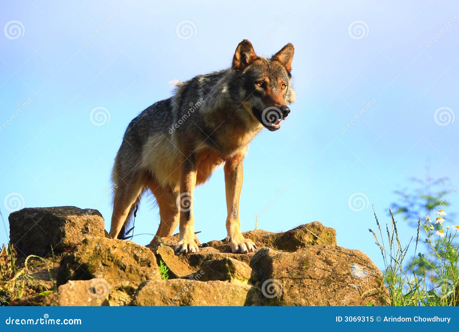 Grey Wolf looking for prey stock image. Image of wolf - 3069315
