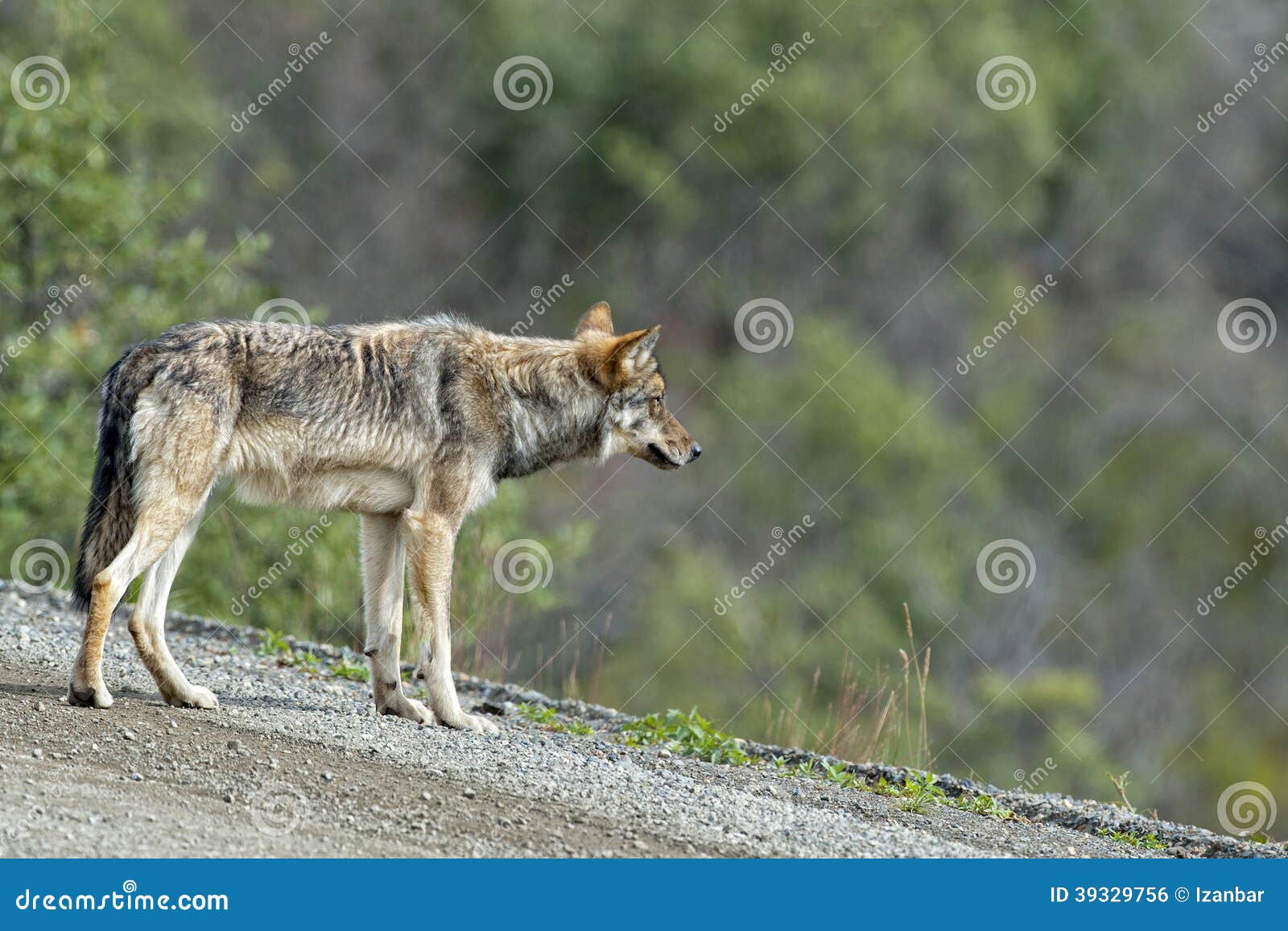 A grey wolf looking at you stock photo. Image of looking - 39329756