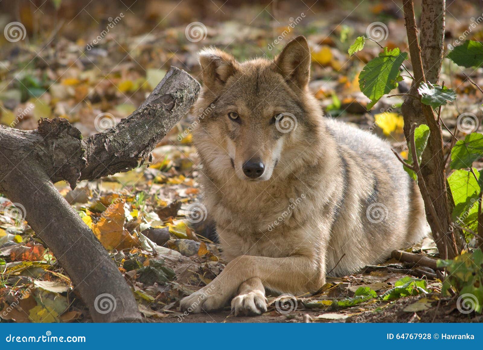 Grey Wolf Lying in a Forest Stock Photo - Image of wolf, animal: 64767928