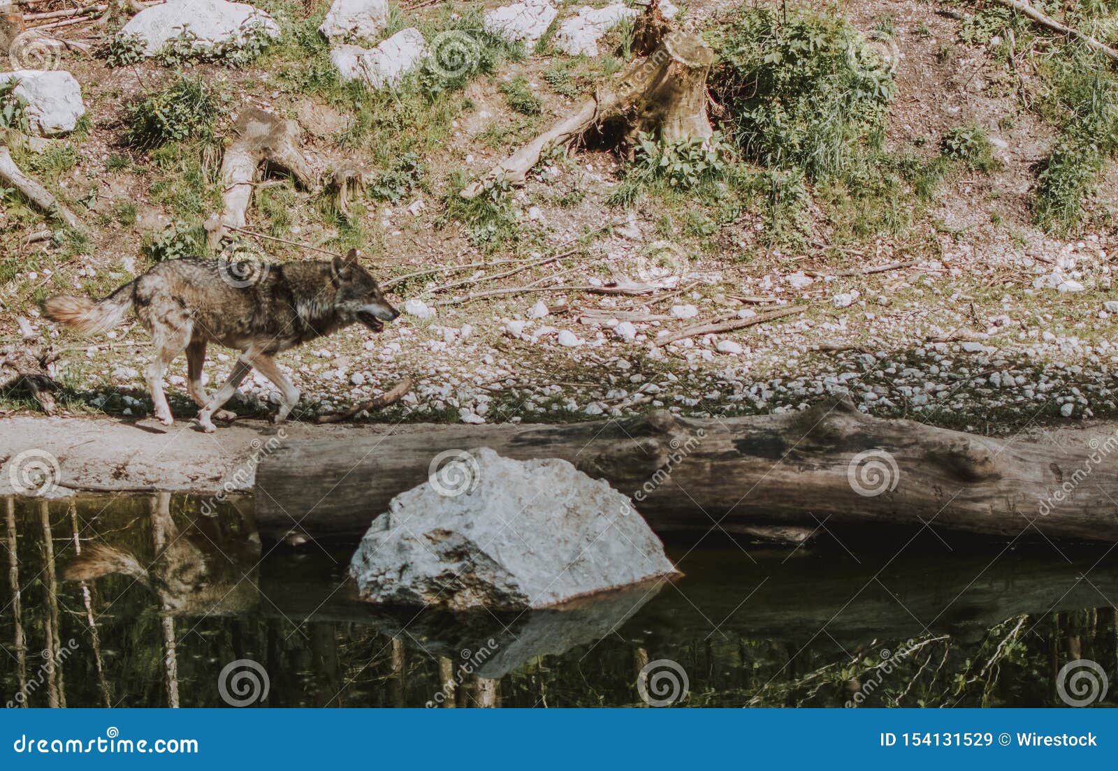 Grey Wolf Near a River in a Forest Stock Image - Image of animal, falls ...