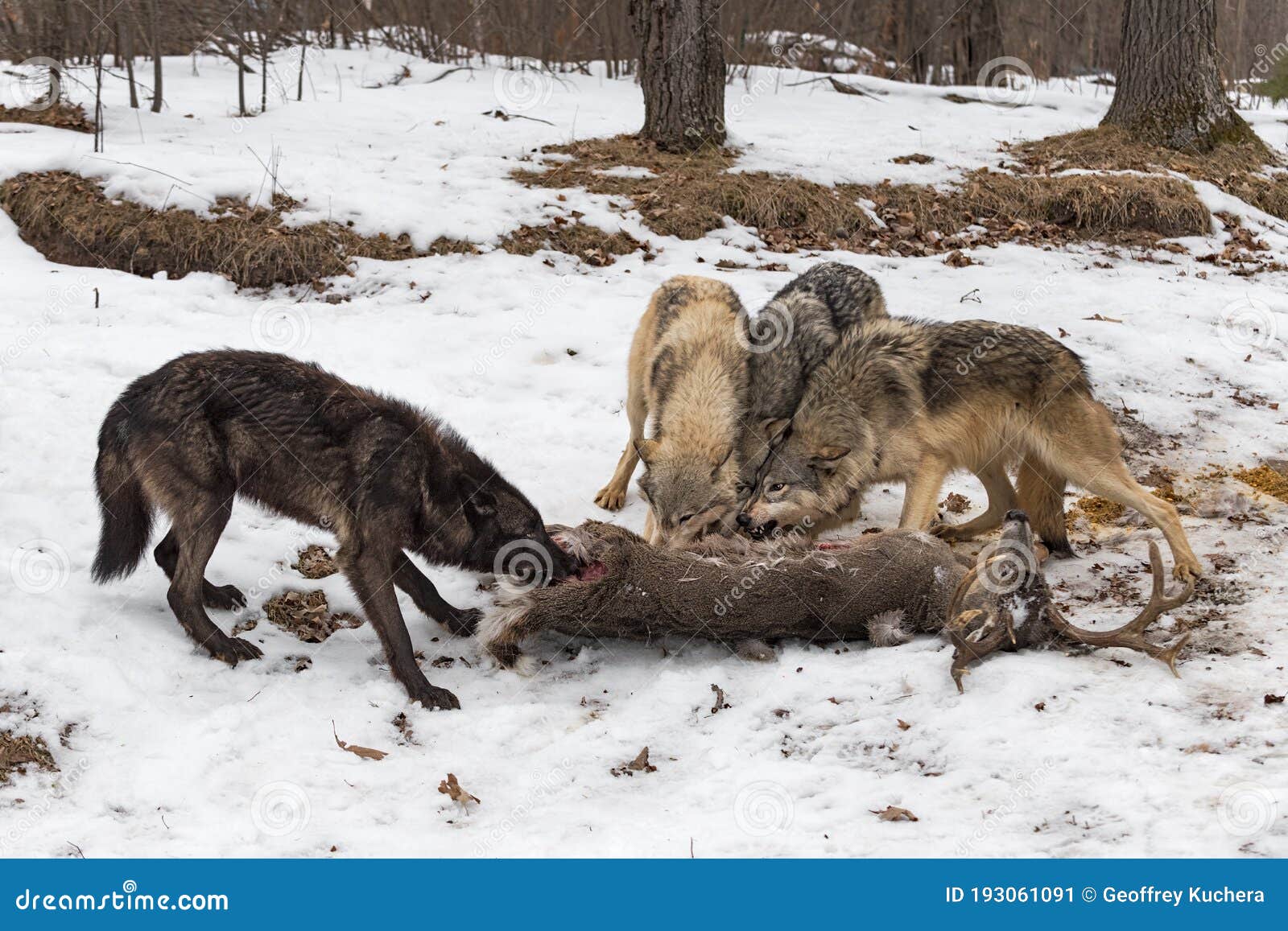Grey Wolf Pack Canis Lupus Argues Over White Tail Deer Corpse Winter ...