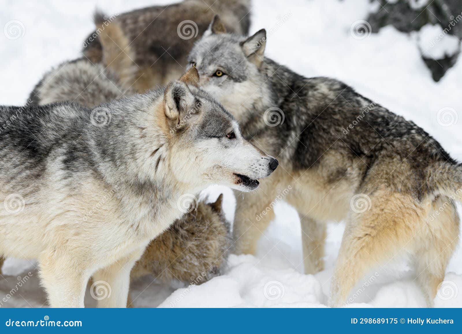 Grey Wolf Pack (Canis Lupus) Mingle Winter Stock Image - Image of ...