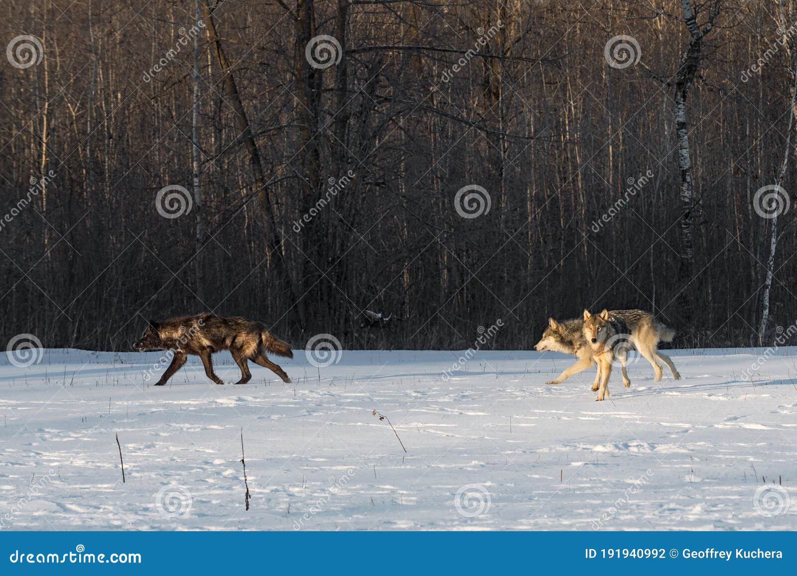 Grey Wolf Pack Canis Lupus Moves Left through Field Winter Stock Photo ...