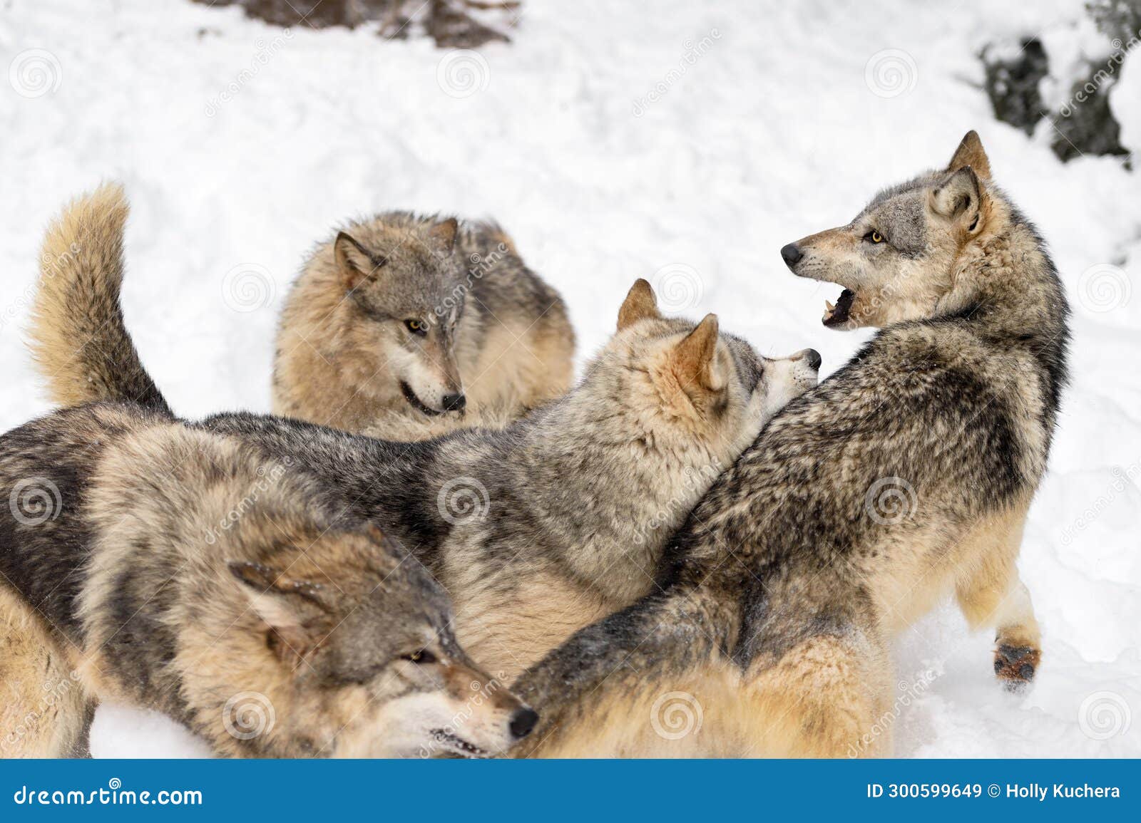 Grey Wolf Pack (Canis Lupus) Press Together in Group Winter Stock Image ...
