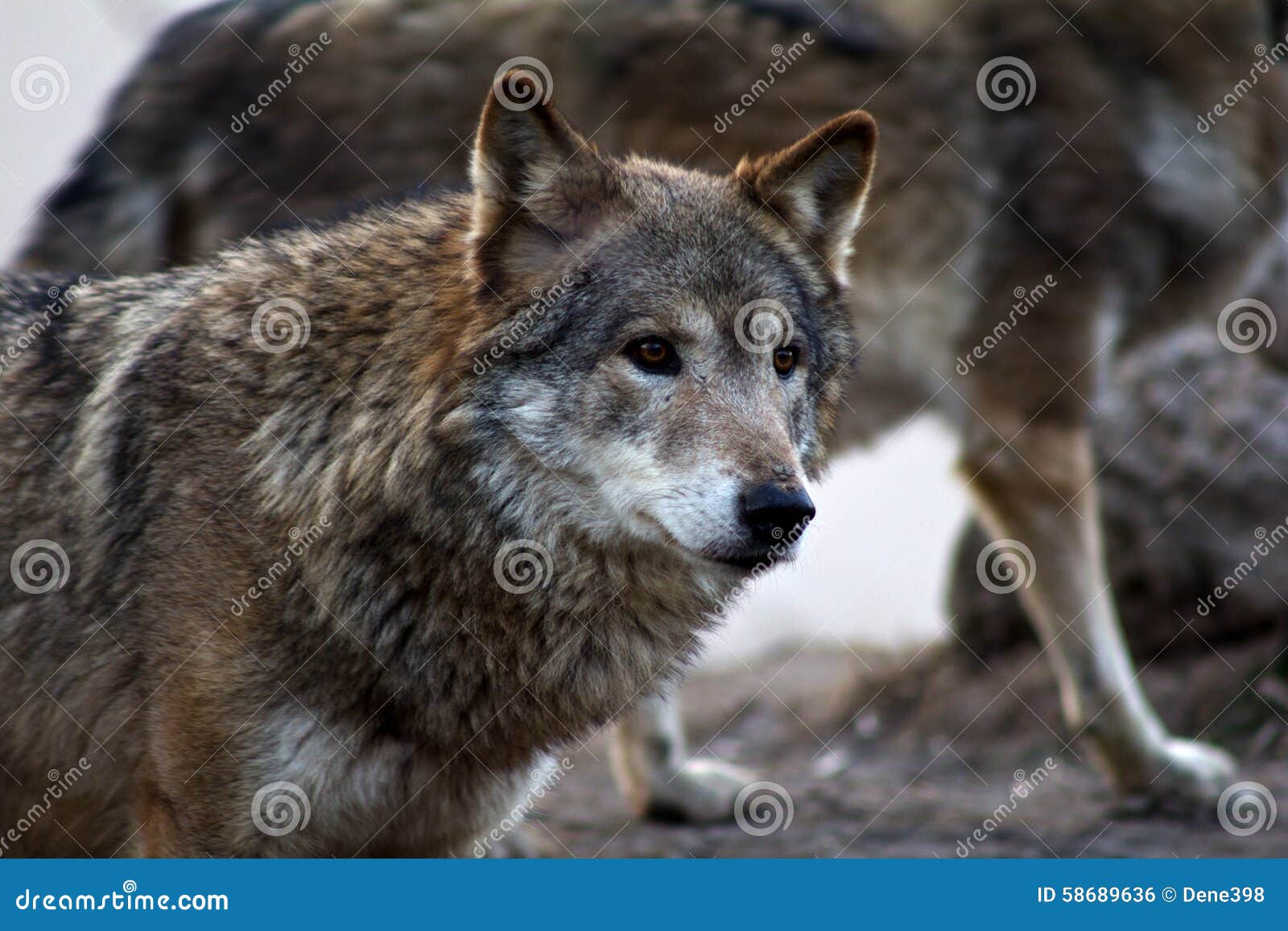 Grey Wolf stock photo. Image of canis, natural, canine - 58689636