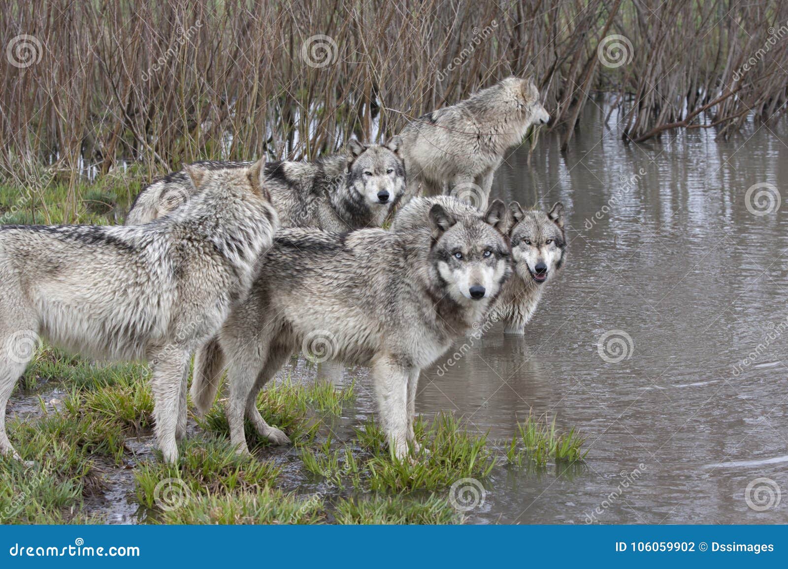 Grey Wolf Pack at a Lake stock photo. Image of standing - 106059902