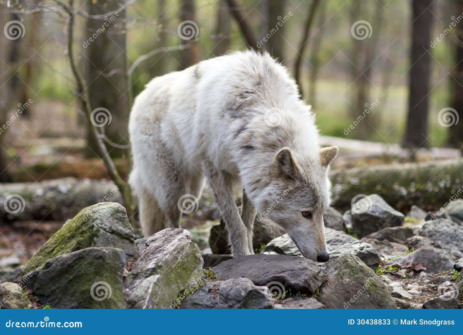 Grey Wolf Picking Up the Scent Stock Image - Image of wolf, staring ...