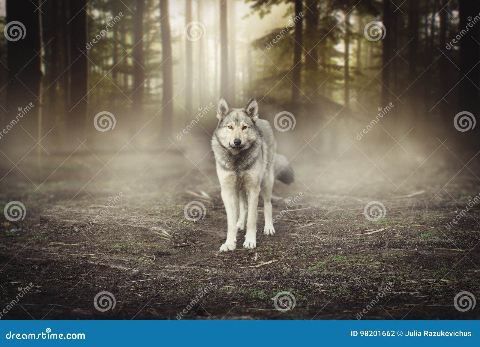 Grey Wolf Portrait - Captive Animal Magical Forest Dawn Stock Photo ...